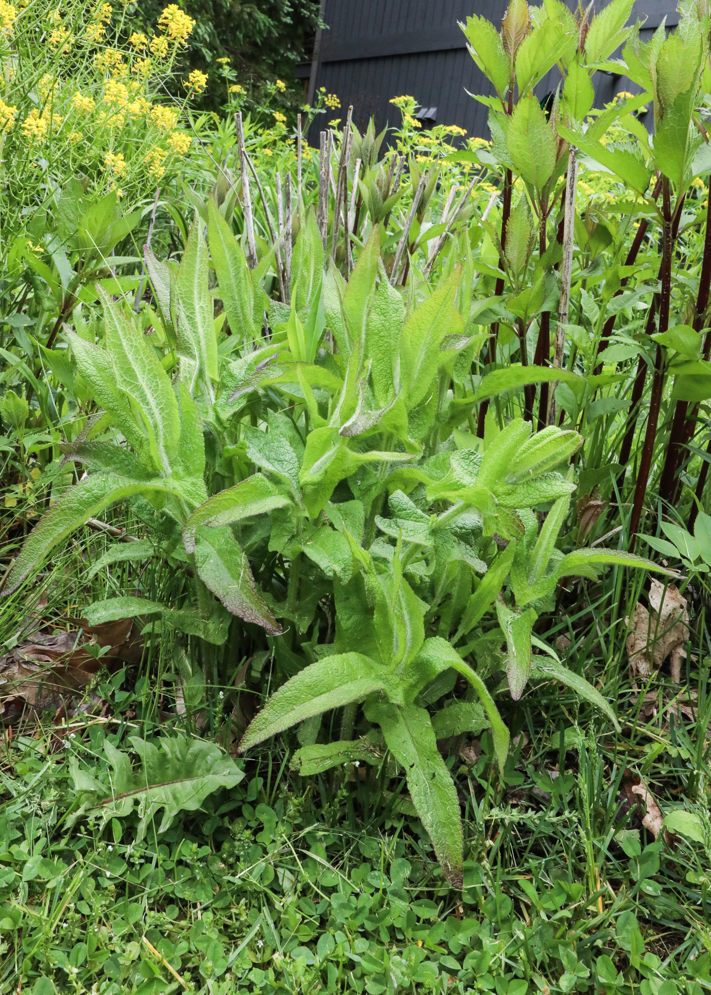 A White, Frilly Flower – Wild Things in the Garden